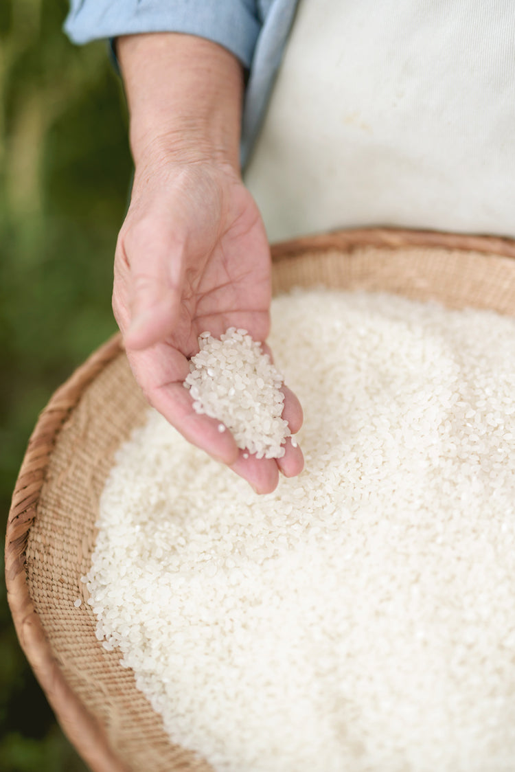 GEM - Premiere Organic Genmaicha | Roasted Rice Matcha Blend – Midori ...